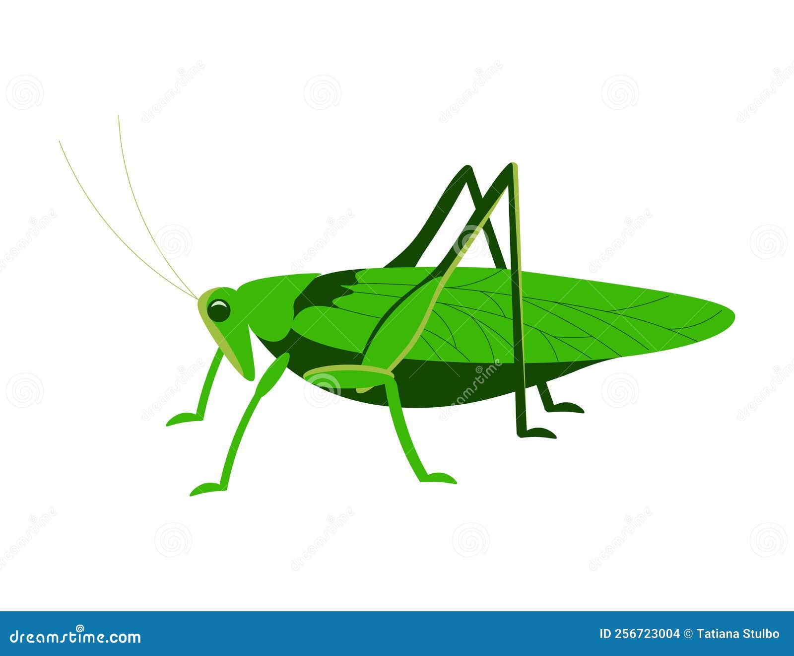 Green Grasshopper Side View Isolated on a White Stock Illustration ...