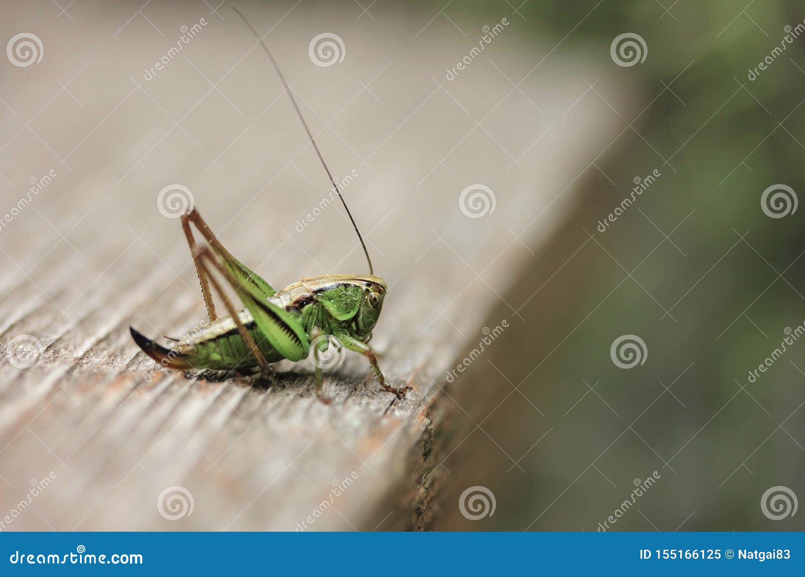 Green Grasshopper Sitting on a Blackboard in Profile Stock Image ...