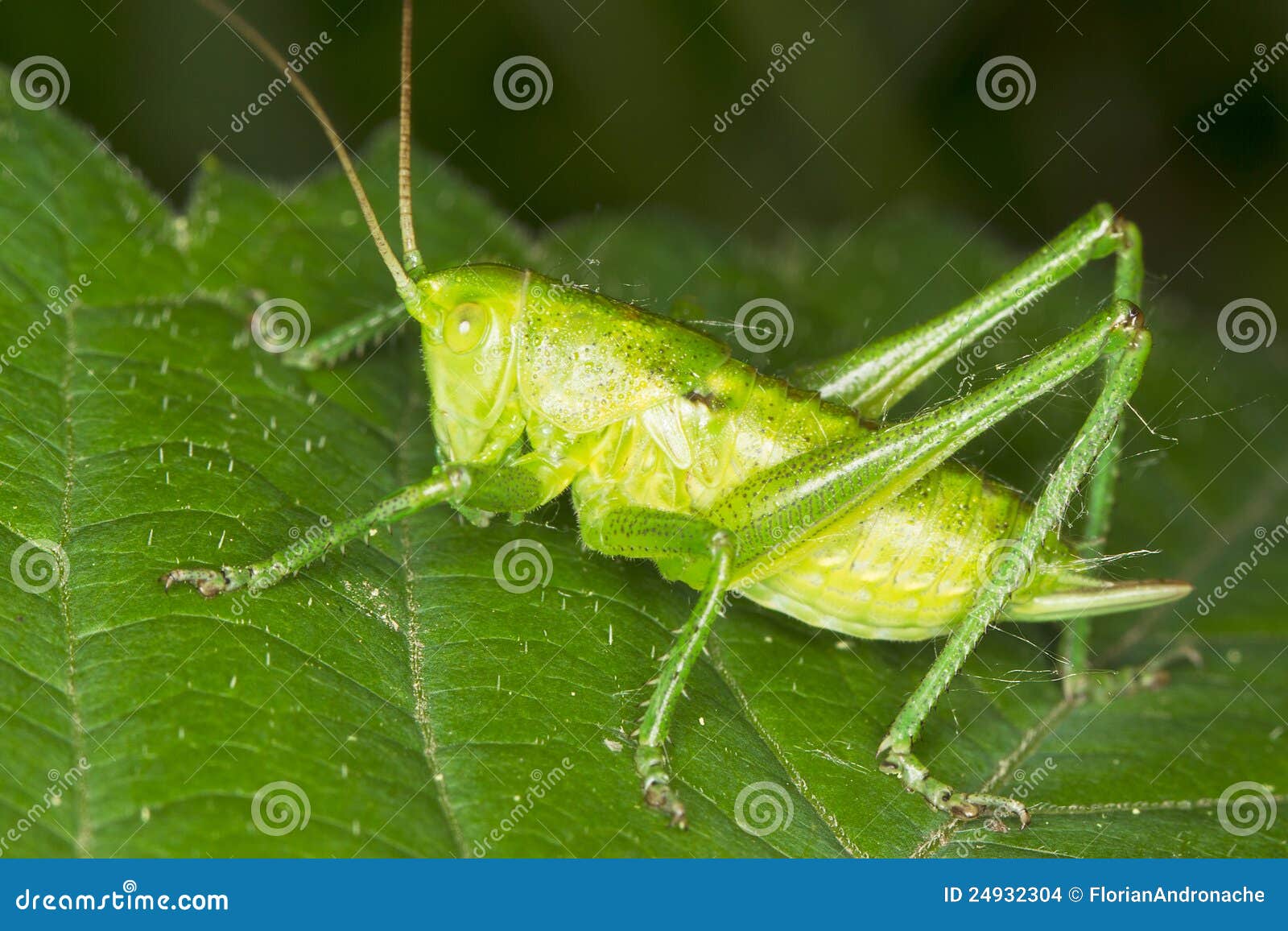 Green Grasshopper Sitting on a Green Leaf - Macro Stock Photo - Image ...
