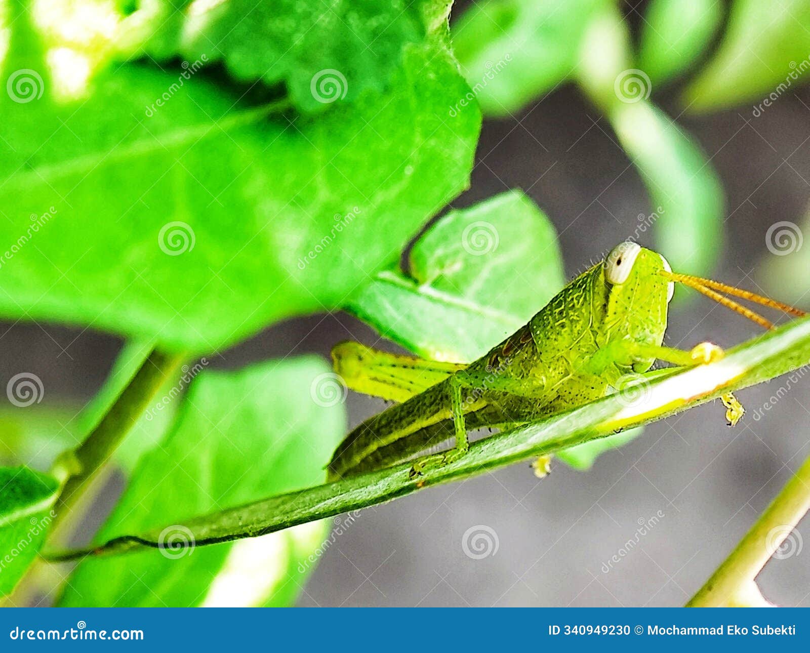 Green Grasshopper Sitting on the Stinky Green Leaf Stock Photo - Image ...