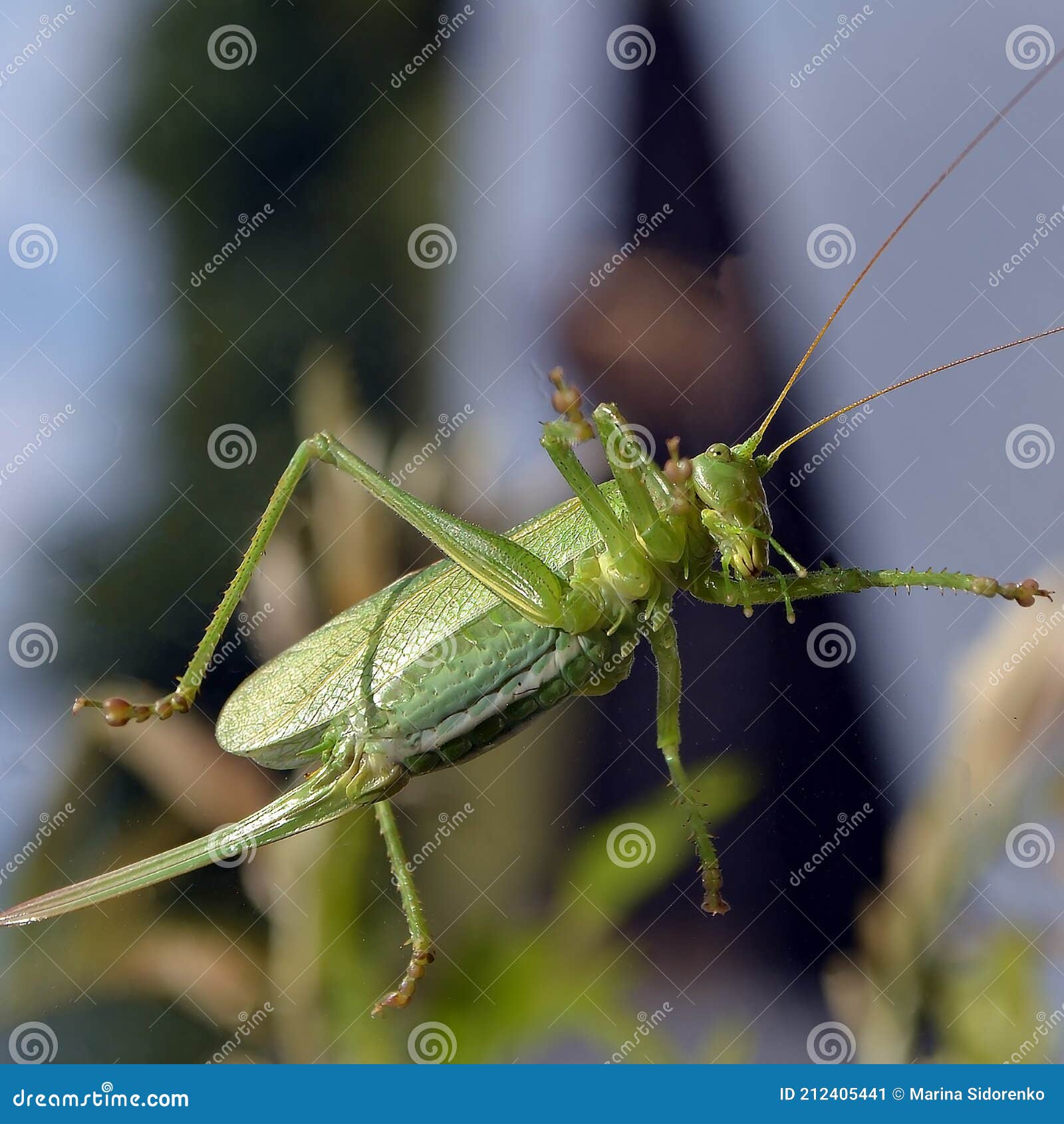 Green Grasshopper Sitting on a Window Pane Stock Image - Image of large ...