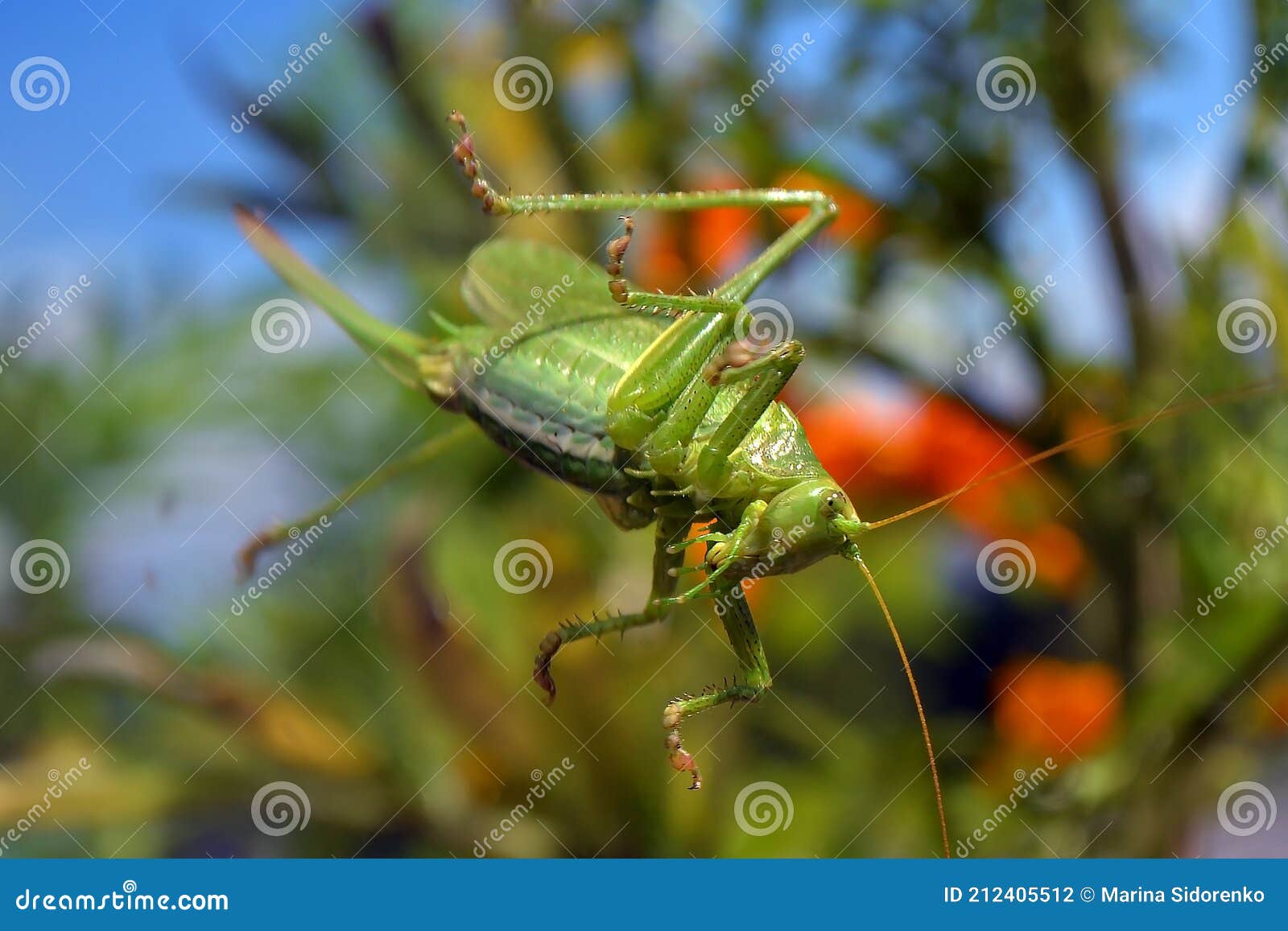 Green Grasshopper Sitting on a Window Pane Stock Photo - Image of ...