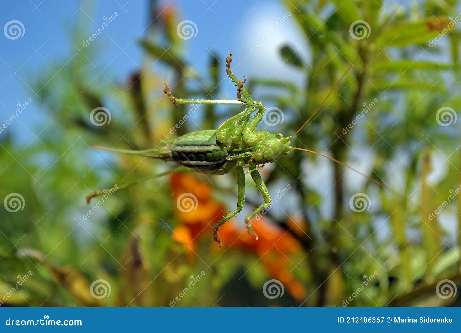 Green Grasshopper Sitting on a Window Pane Stock Image - Image of ...