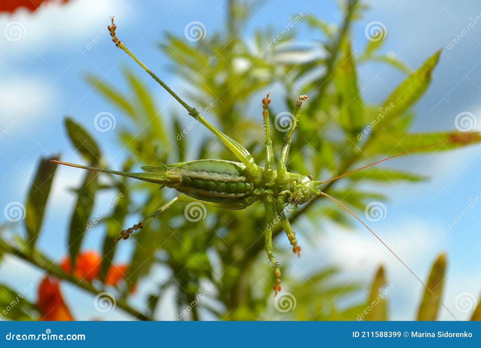 Green Grasshopper Sitting on a Window Pane Stock Image - Image of head ...