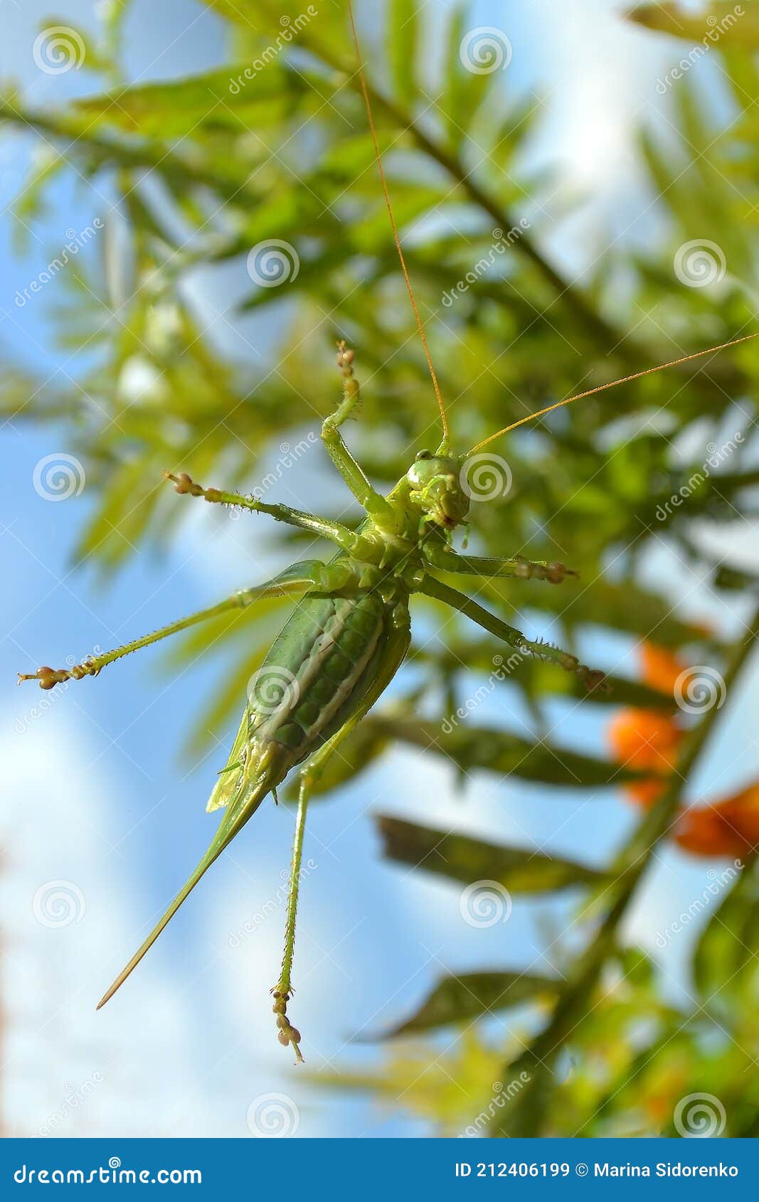 Green Grasshopper Sitting on a Window Pane Stock Image - Image of ...