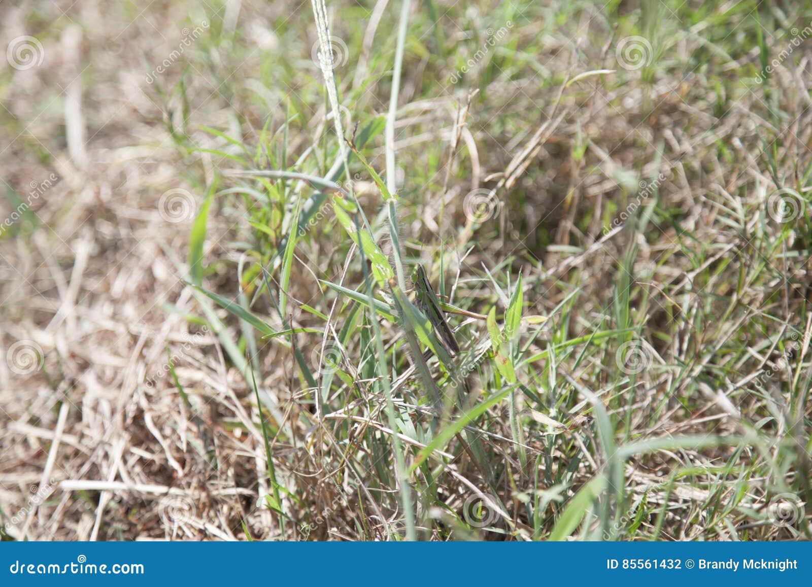 Green Grasshopper stock photo. Image of inability, hopper - 85561432