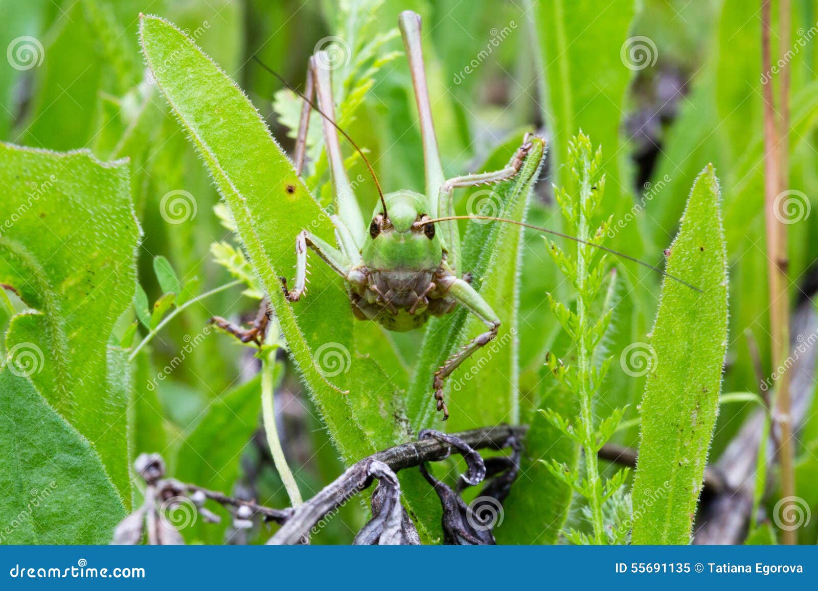 Royalty Free Images, Cartoons, Illustrations And Photos Designed By ...