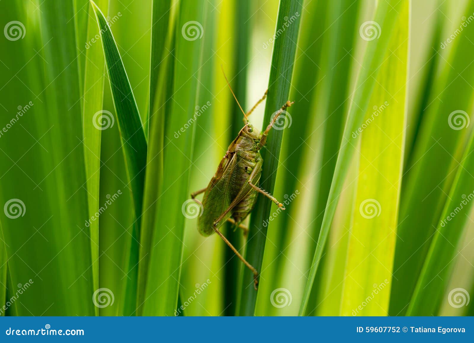 Green Grasshopper in a Thicket of Grass Stock Photo - Image of ...