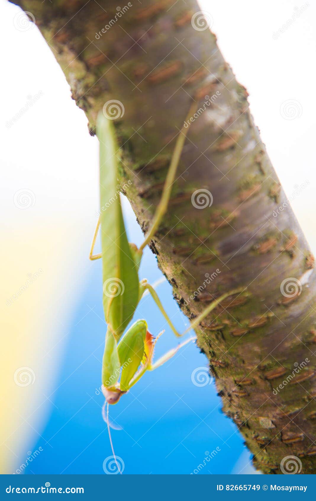 Green grasshopper on tree stock image. Image of nature - 82665749
