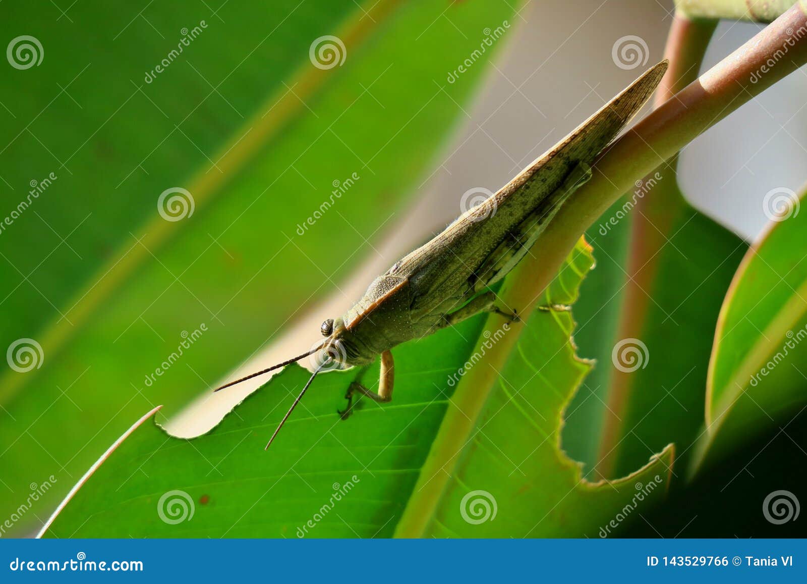 Green Grasshopper on Tree Eating Leaf Stock Photo - Image of leaves ...