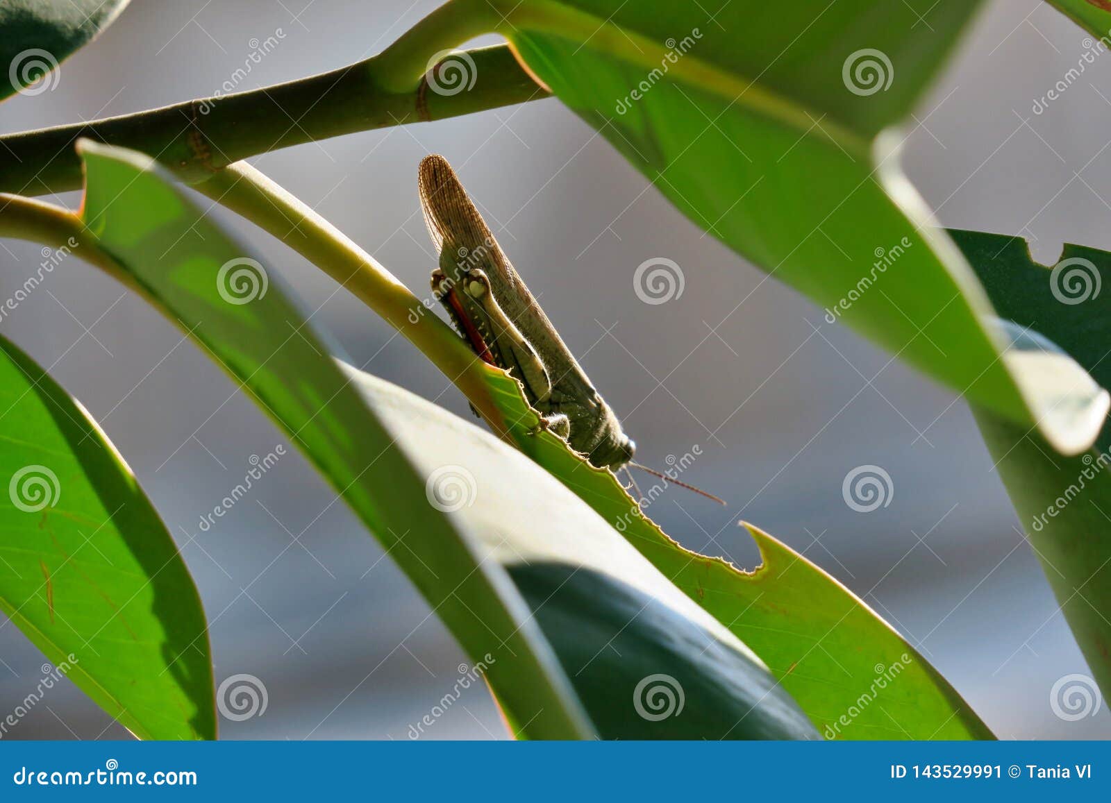Green Grasshopper on Tree Eating Leaf Stock Image - Image of wildlife ...