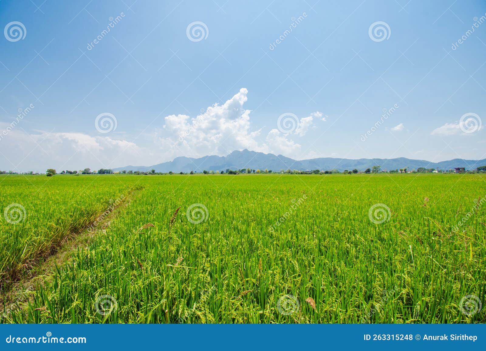Green Grassland Blue Grass on the Farm Sky Clouds Cloudy Backgrounds ...