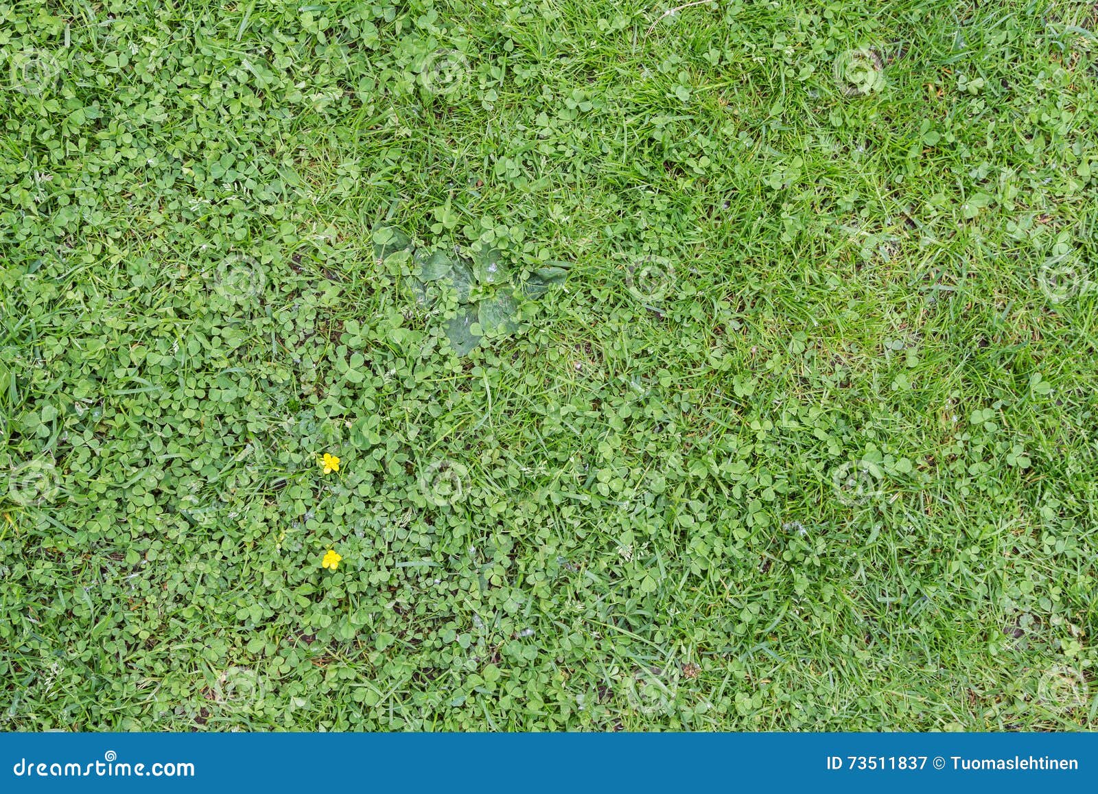 7,804 Green Grassy Ground Background Photos - Free & Royalty-Free Stock ...