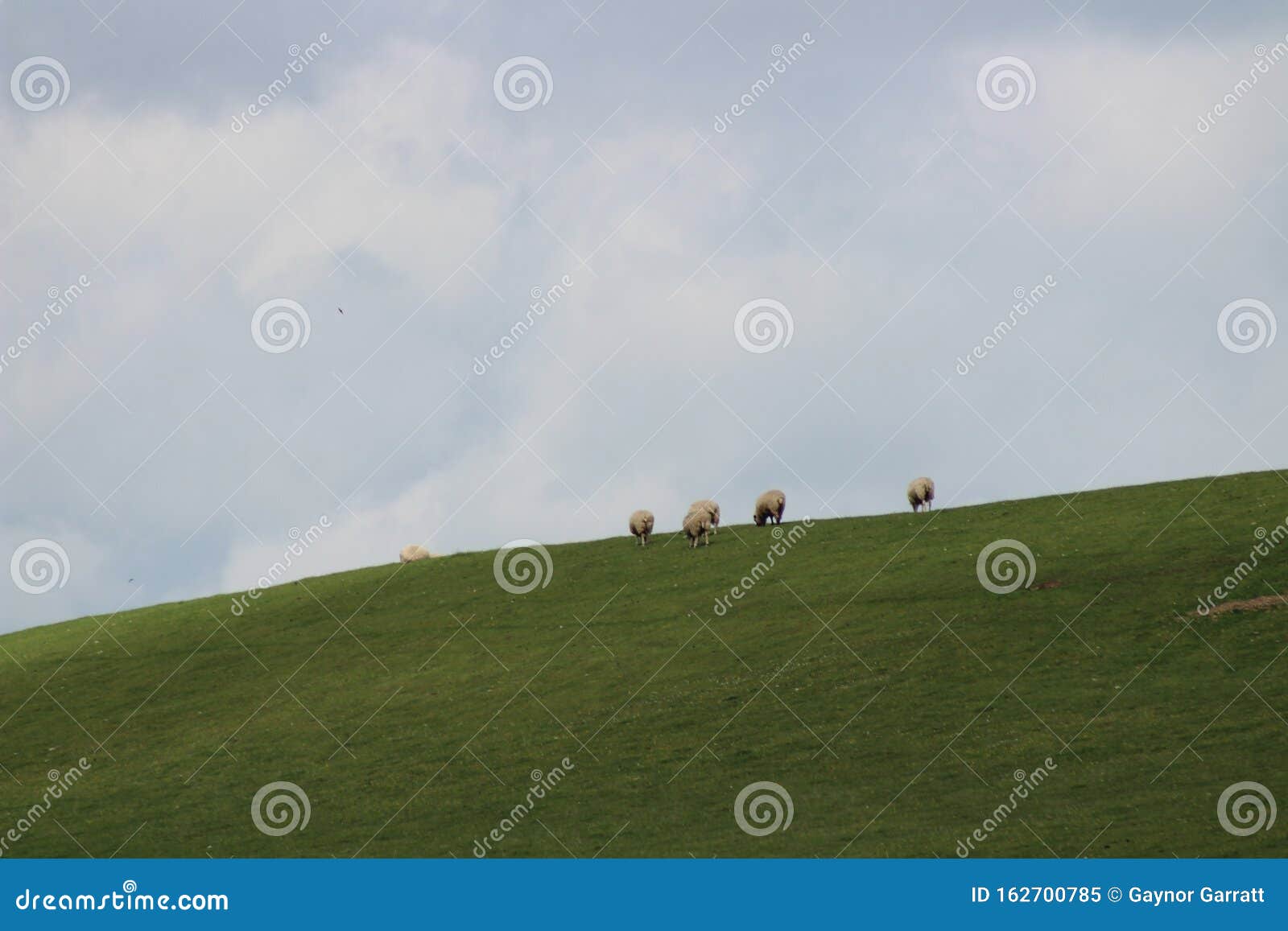 Five sheep on a hill stock image. Image of grazing, landscape - 162700785