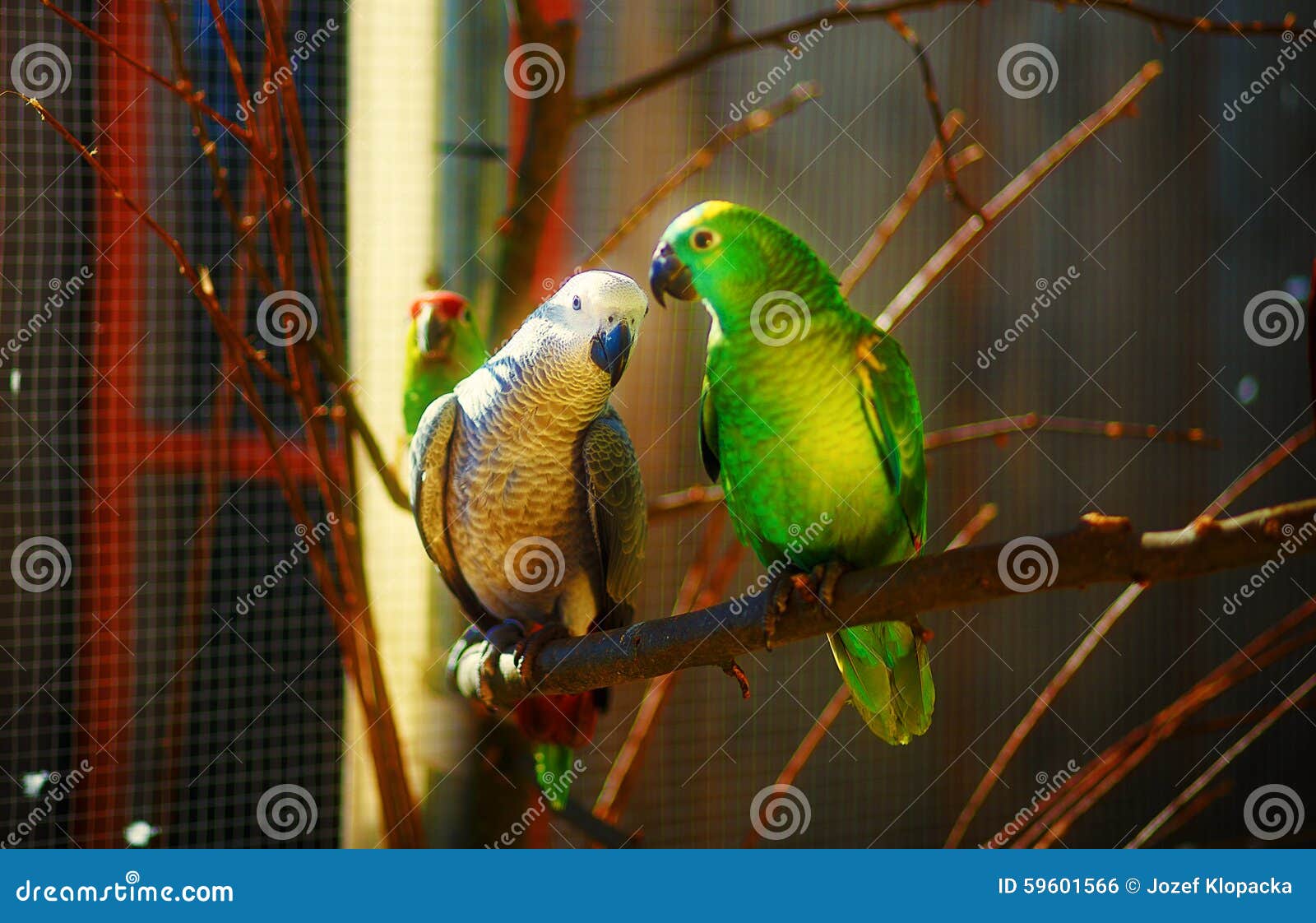 Green And Gray Colored Parrots On Branch. Stock Photo - Image of ...