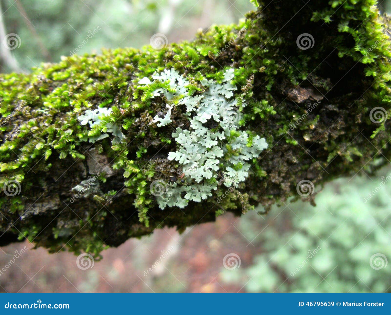 Green-gray Lichen on Tree Branch with Moss in Swaziland Stock Image ...