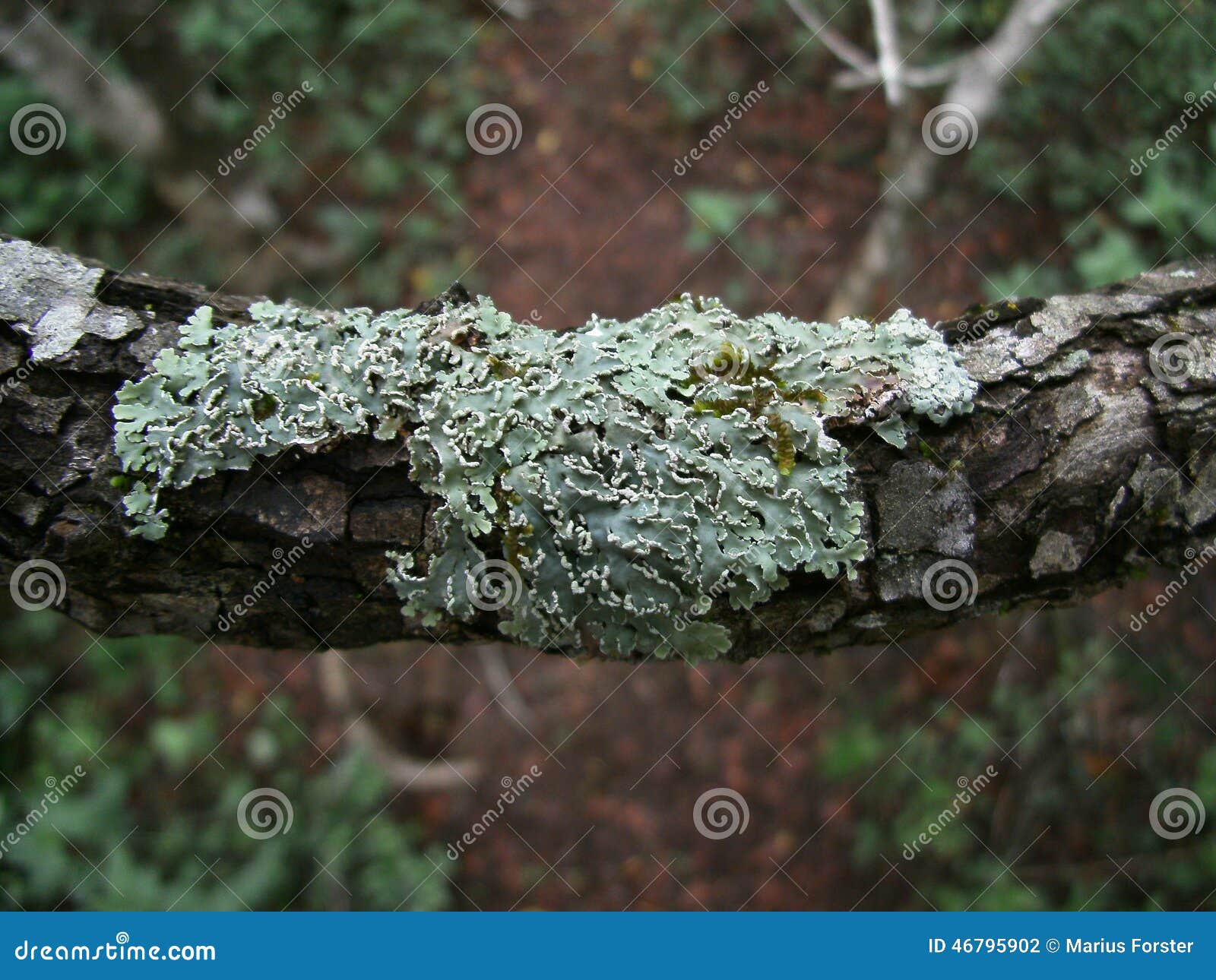 Green-gray Lichen on Tree Branch in Swaziland Stock Photo - Image of ...
