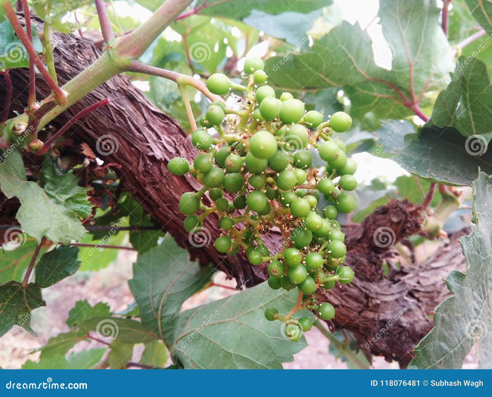 Green Greap stock image. Image of grasp, garden, wood - 118076481