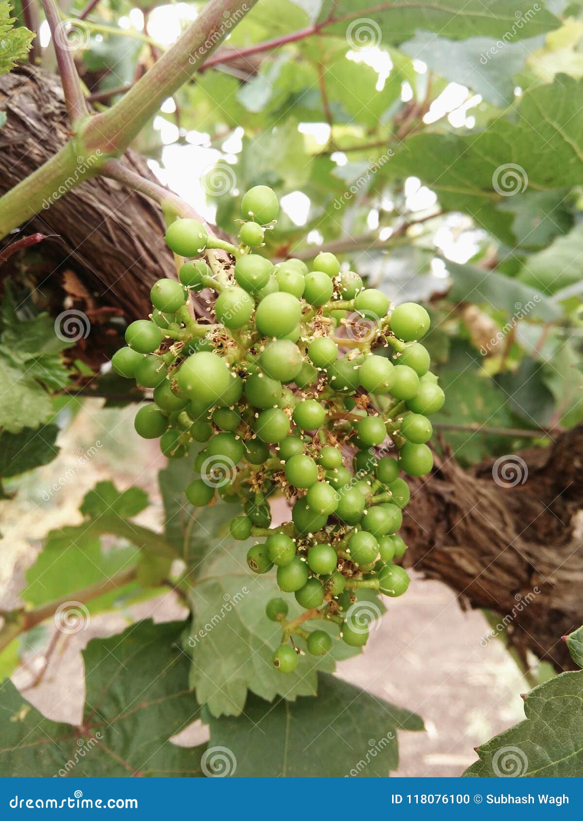 Green Greap stock photo. Image of garden, green, closed - 118076100
