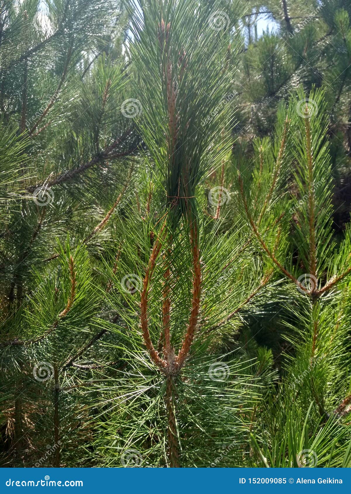 Crimean pine stock image. Image of spine, like, green - 152009085