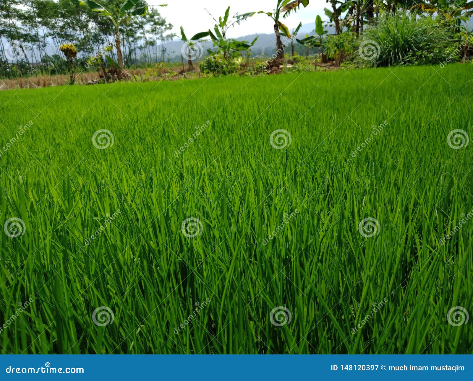Greenspace Tree Rice Garden Beautiful Stock Image - Image of beautiful ...