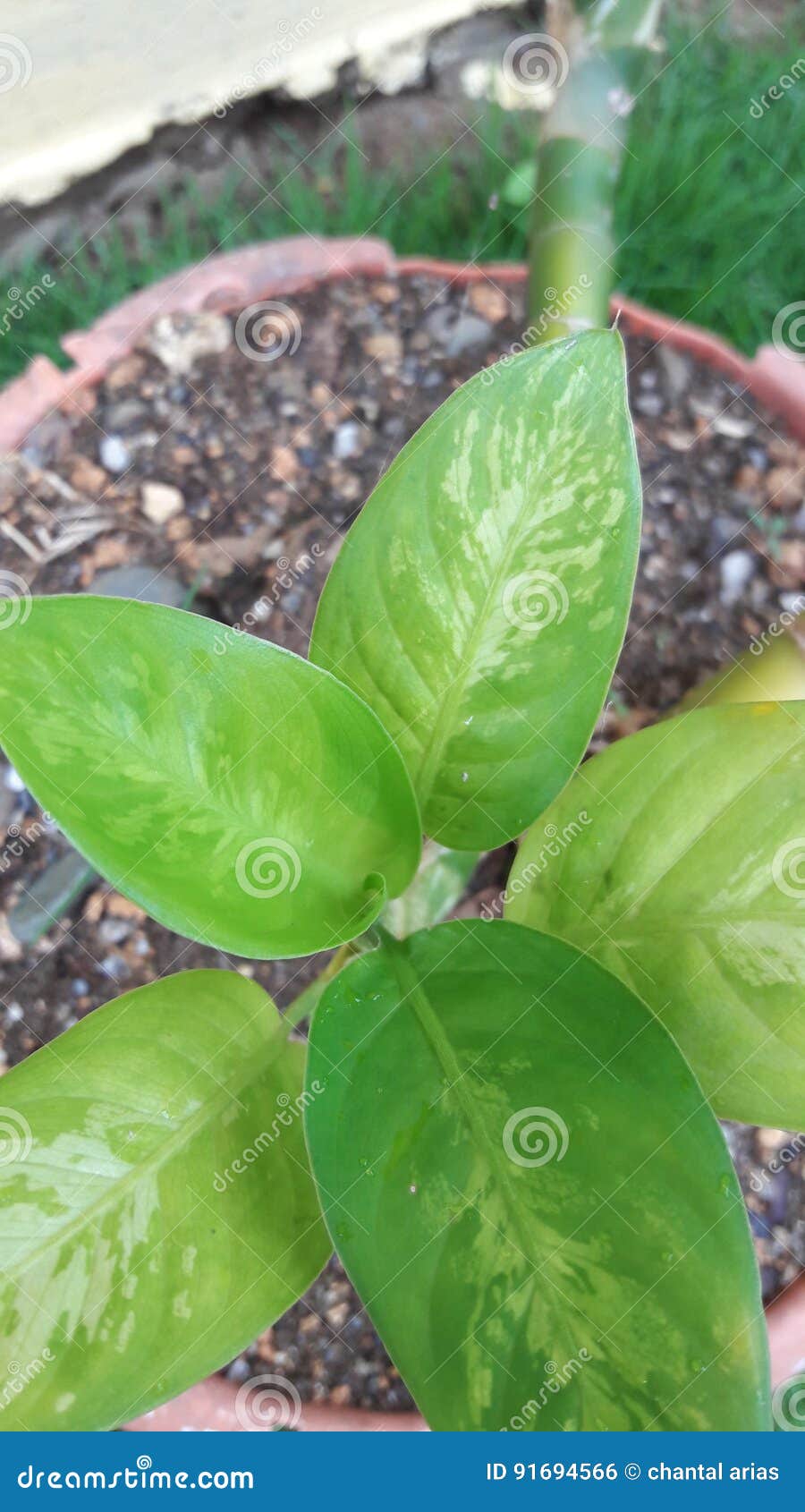 Green stock photo. Image of graden, plant, green, gren - 91694566