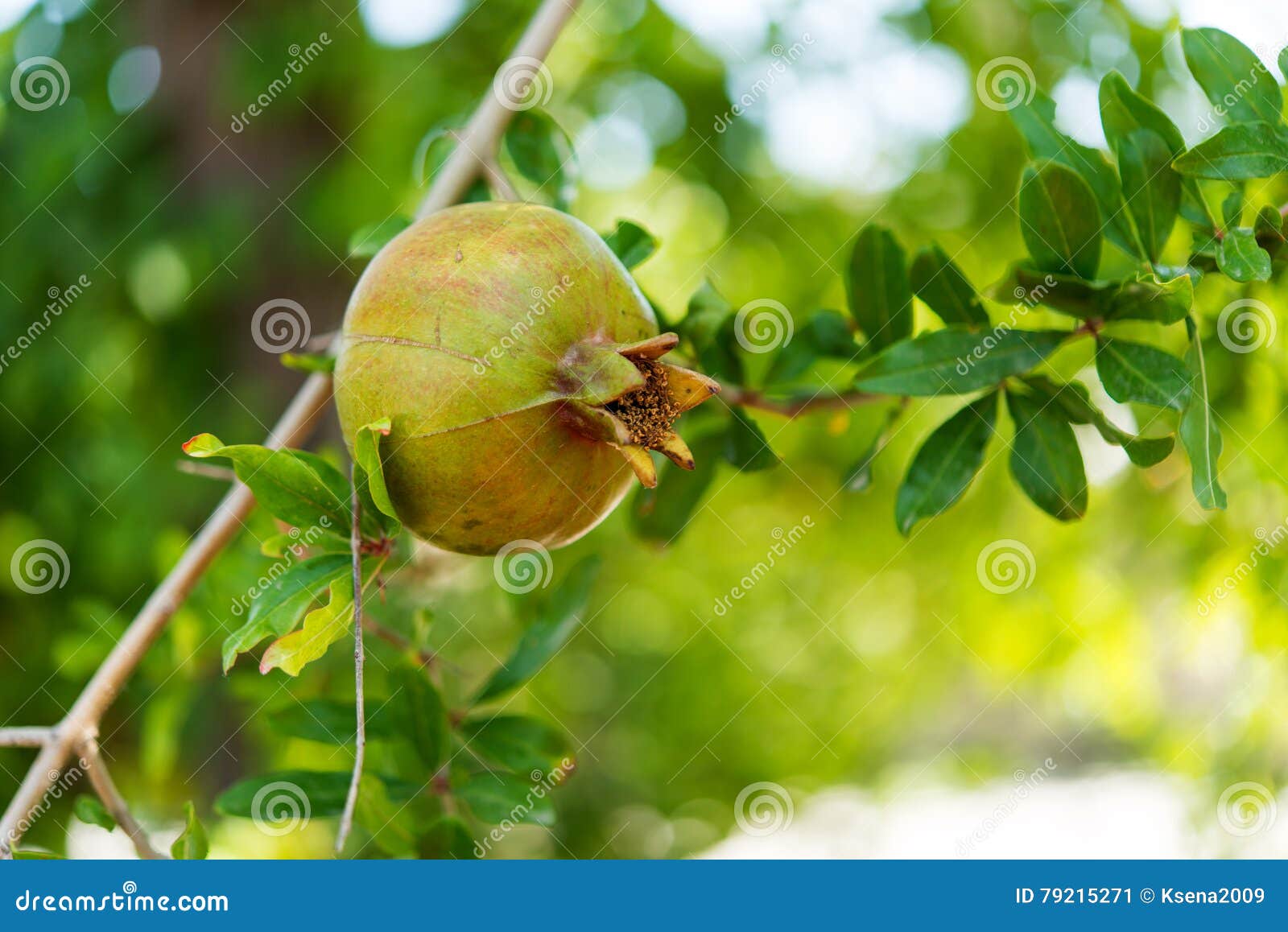Green grenades on the tree stock image. Image of closeup - 79215271