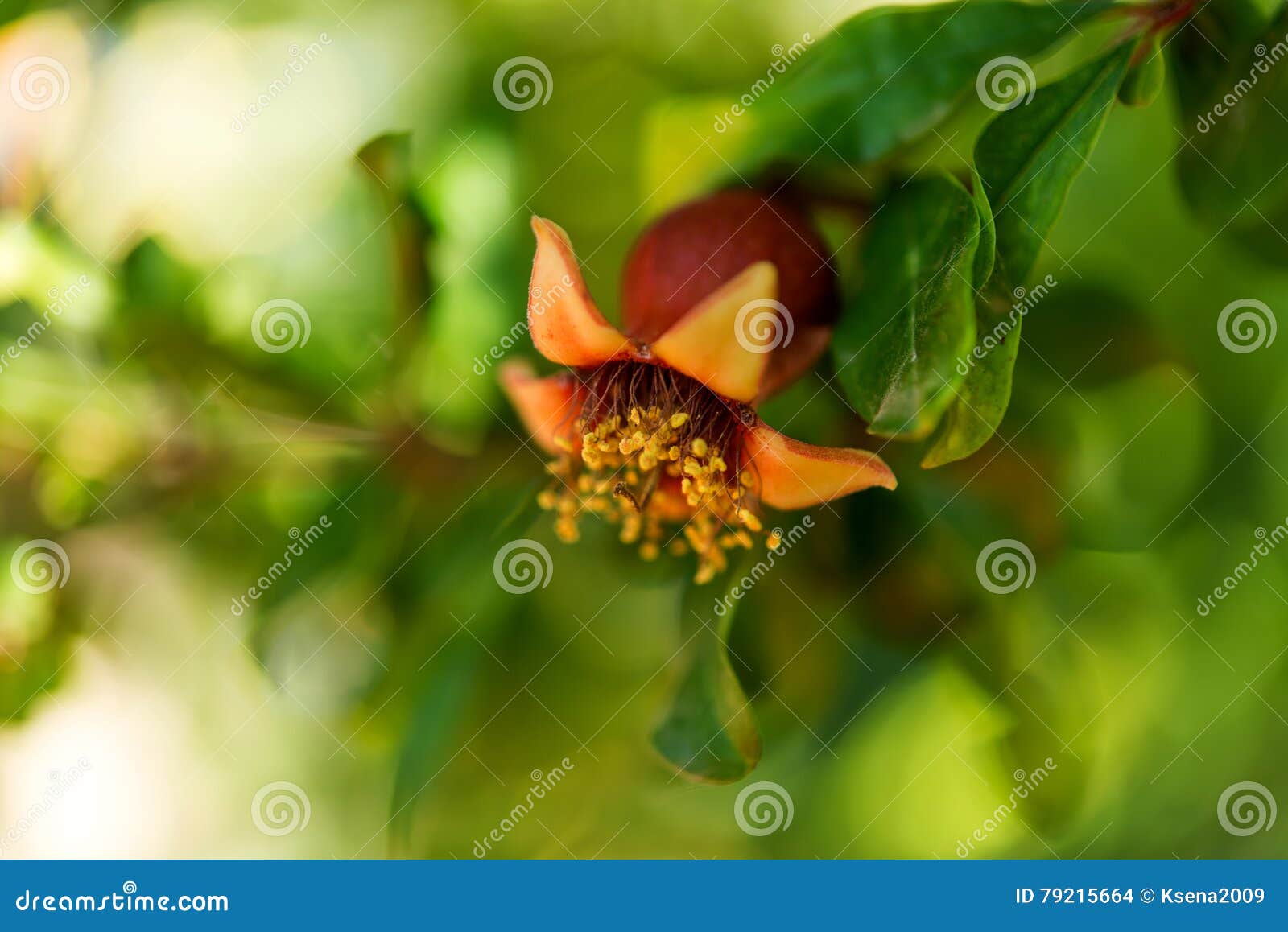 Green grenades on the tree stock photo. Image of pomegranate - 79215664
