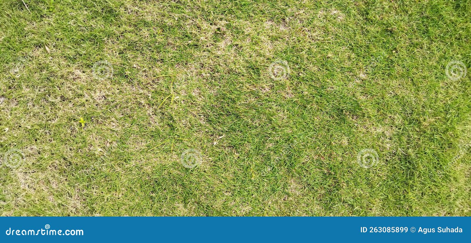 Green gres rumput hijau stock image. Image of gres, wallpaper - 263085899