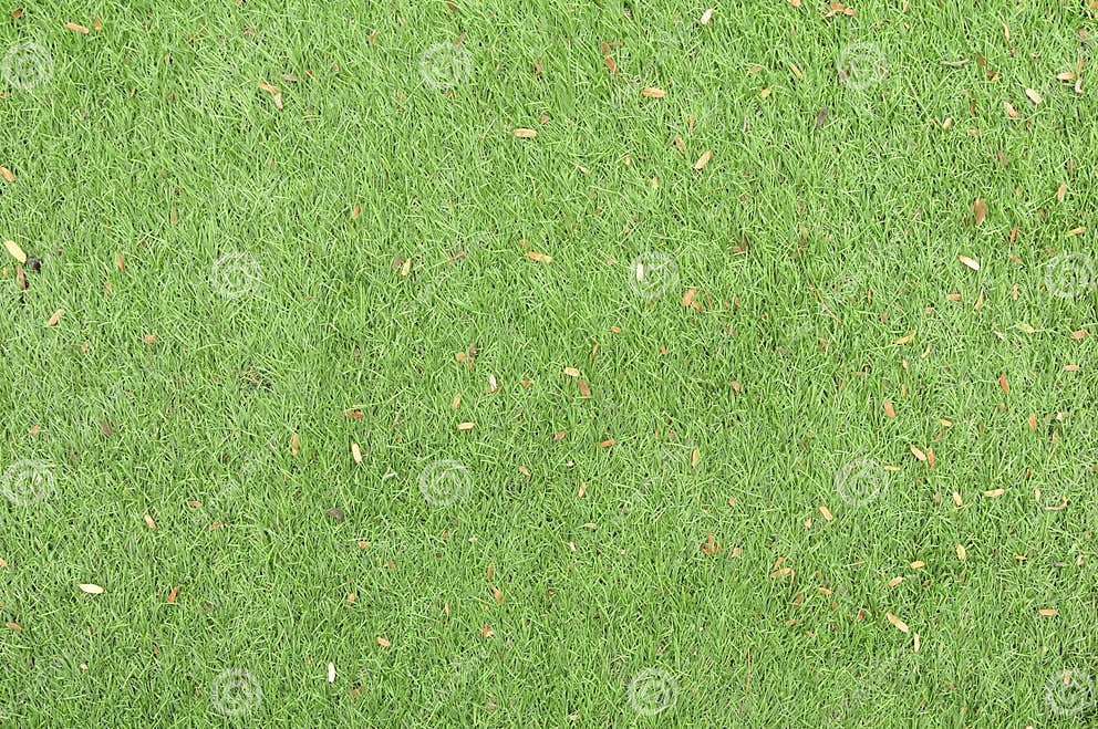 Green gress stock photo. Image of grass, vitality, green - 25793128