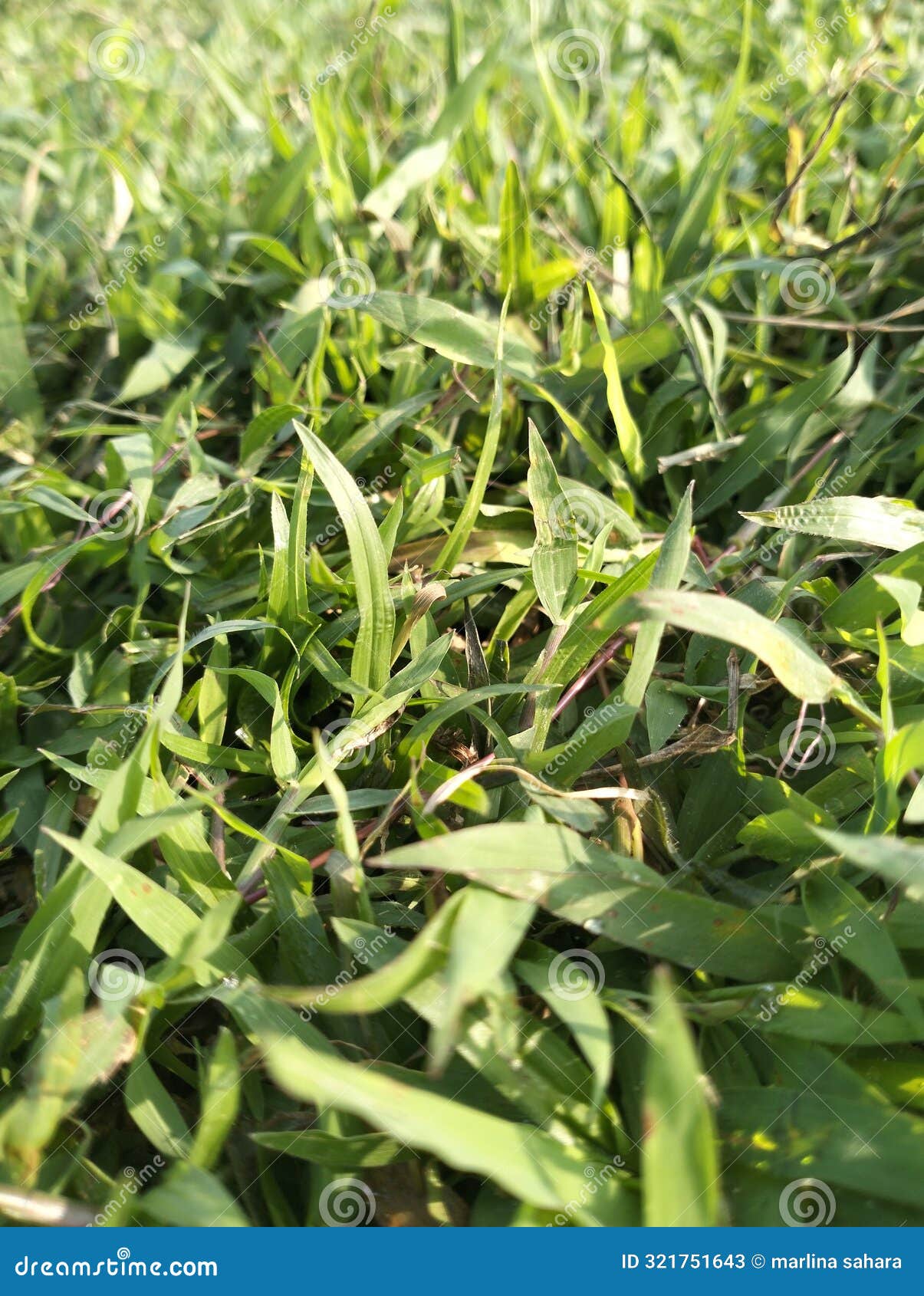 Green Gress Klasik stock image. Image of gress, green - 321751643