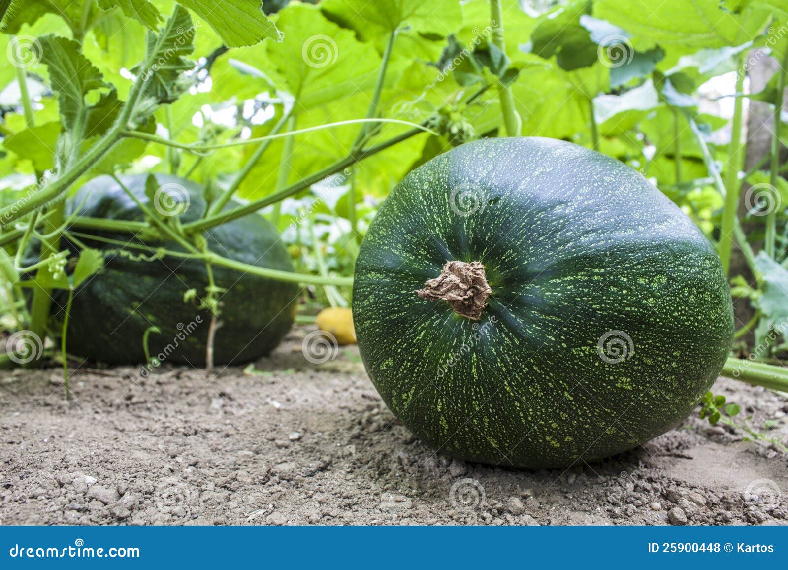 Green groud on farm stock photo. Image of clipping, flower - 25900448