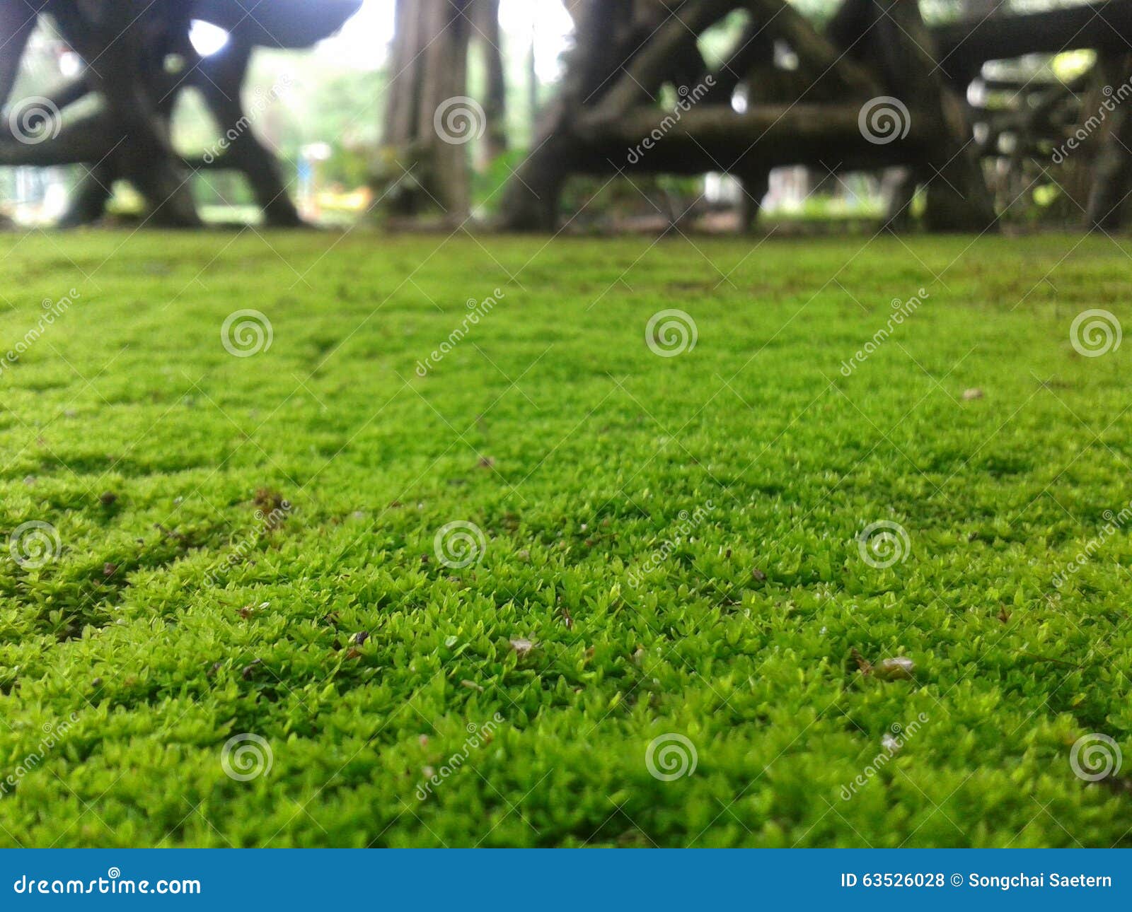 Green ground stock photo. Image of ground, plant, green - 63526028