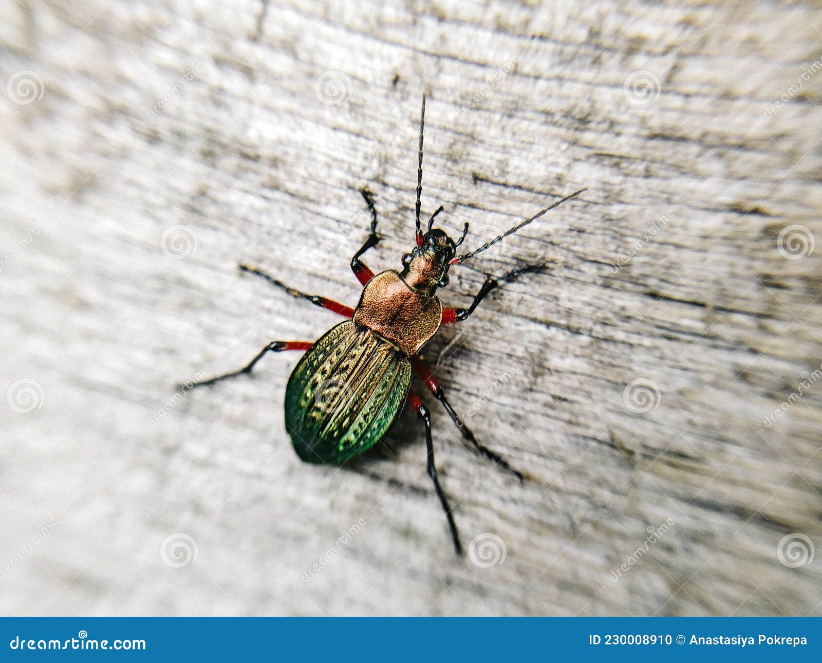 Green Ground Beetle on the Board Close-up Stock Photo - Image of beetle ...