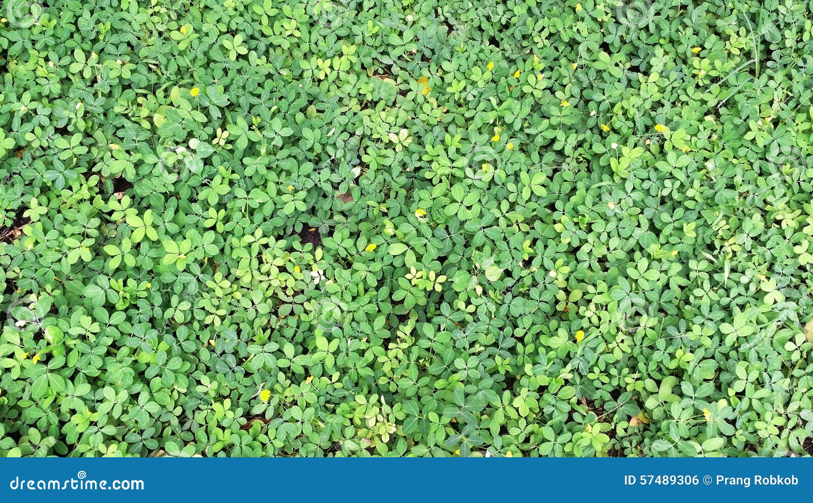 Green ground stock photo. Image of pattern, creeper, blooming - 57489306