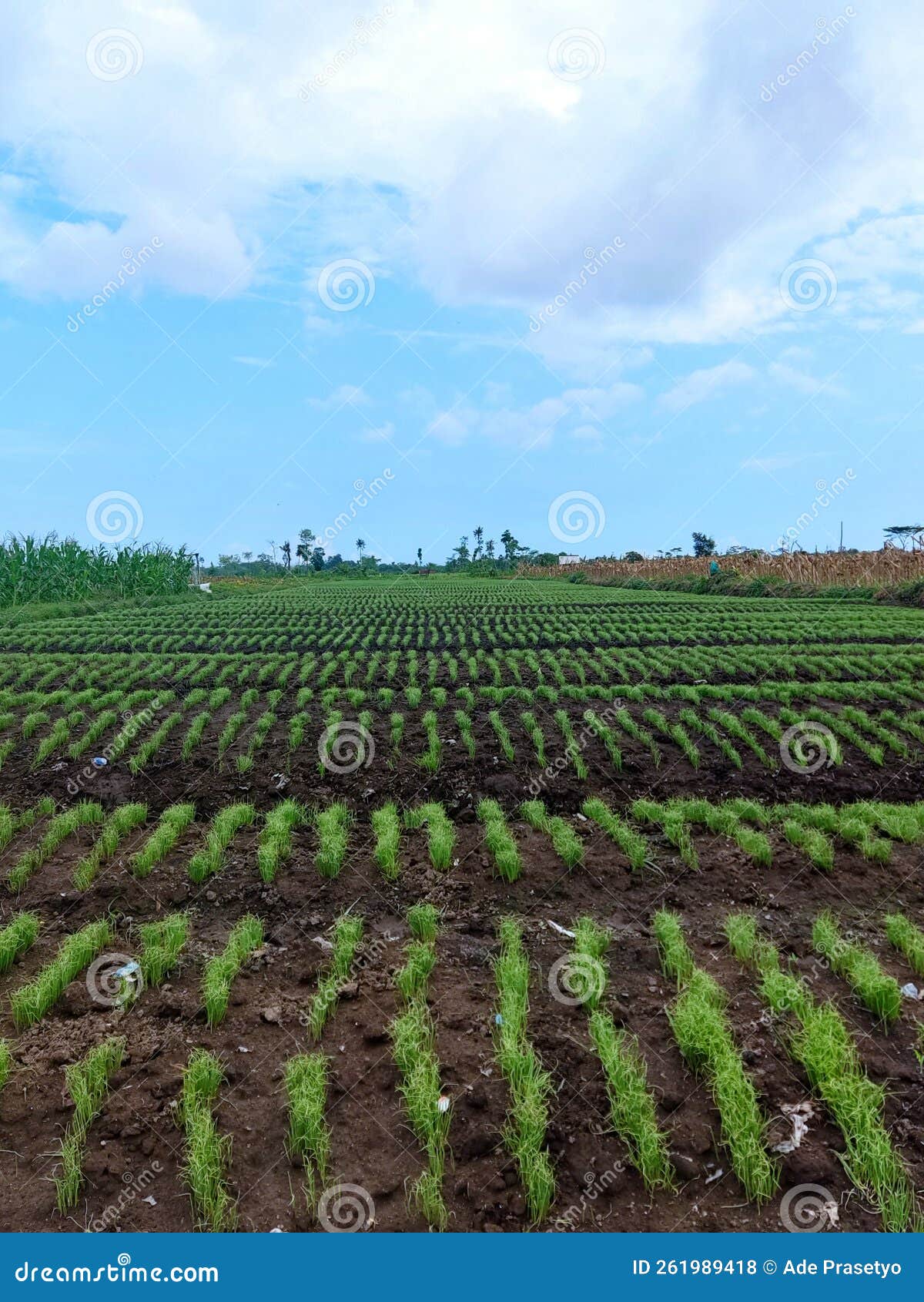 Green and Ground in the Field Stock Photo - Image of shrub, grass ...