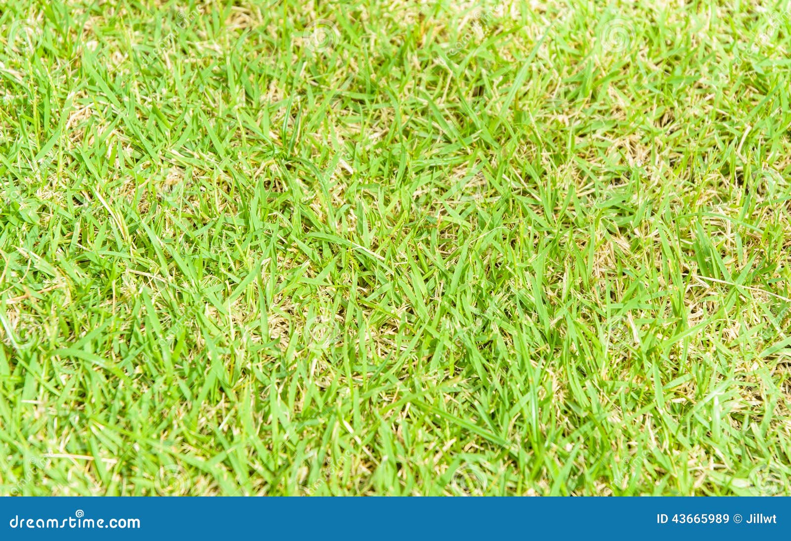 Green ground grass stock image. Image of texture, material - 43665989