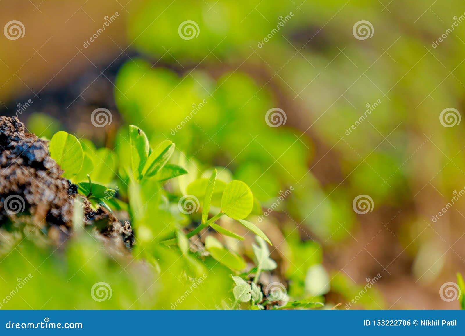 Ground Nuts Field stock photo. Image of natural, organic - 133222706