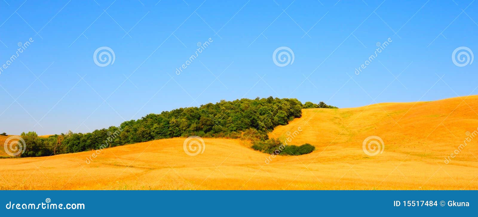 Green Grove stock photo. Image of horizon, beauty, scenery - 15517484