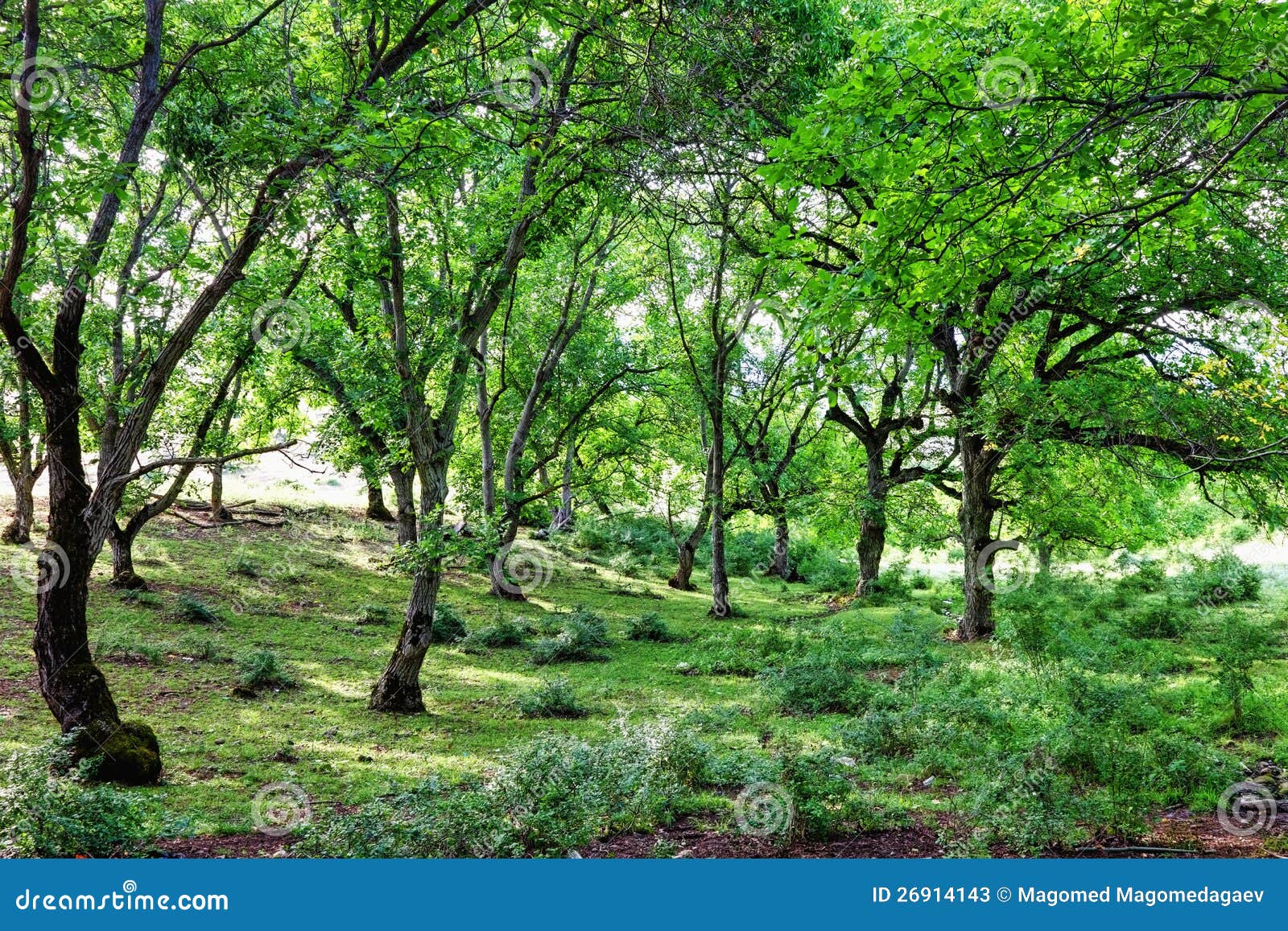 Green grove stock image. Image of trees, grove, scenic - 26914143