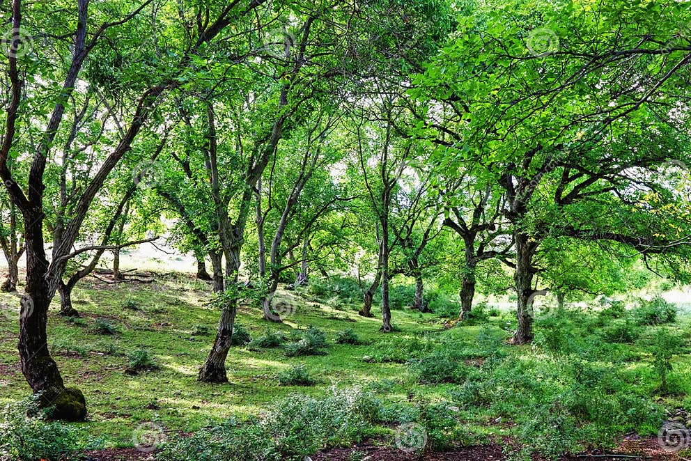 Green grove stock image. Image of trees, grove, scenic - 26914143