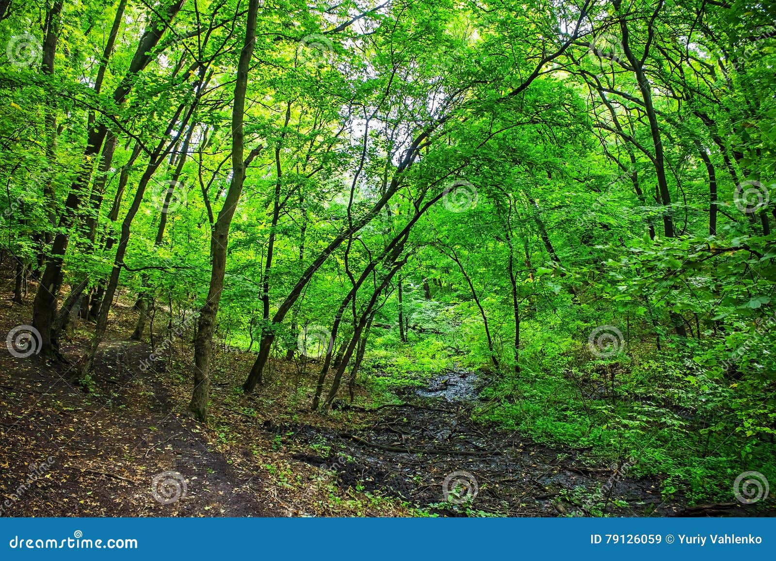 Green Grove in Autumn, Nature Background Stock Image - Image of autumn ...