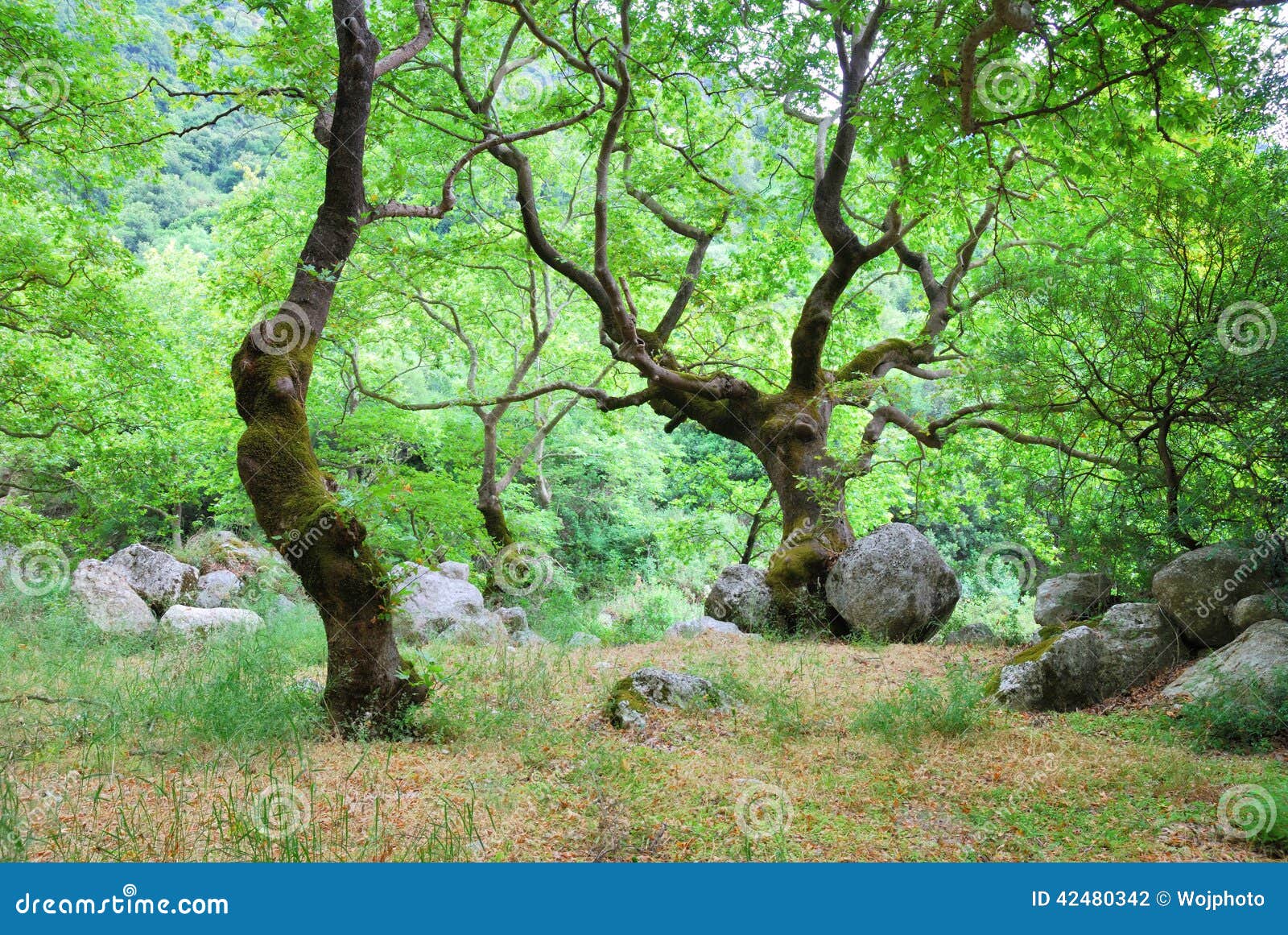 Green grove with old trees stock photo. Image of leaves - 42480342