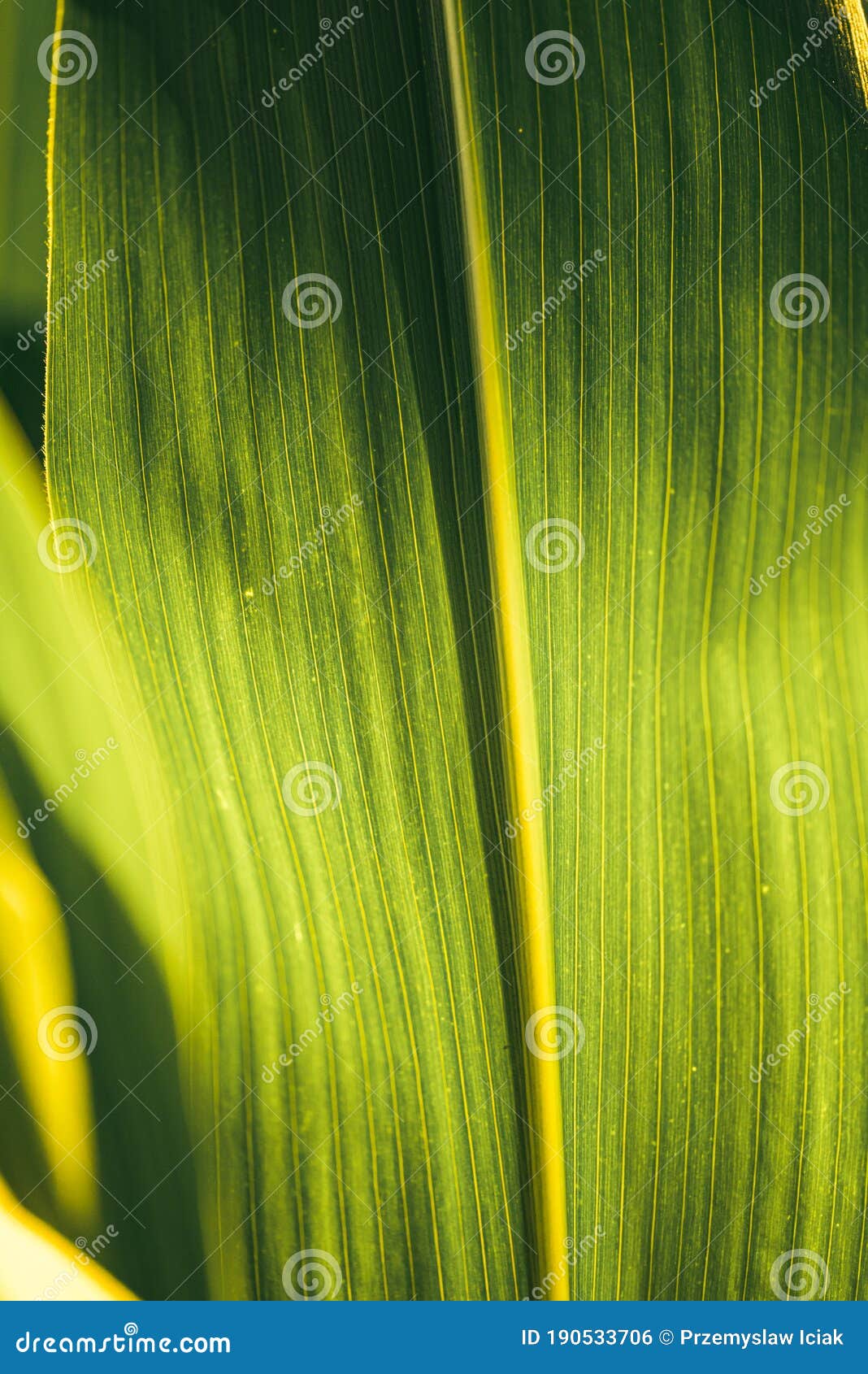 Green Growing Leaves of Maize in a Field Stock Photo - Image of blue ...