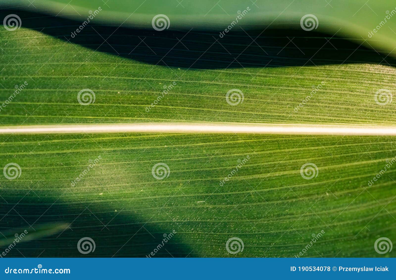 Green Growing Leaves of Maize in a Field Stock Photo - Image of field ...