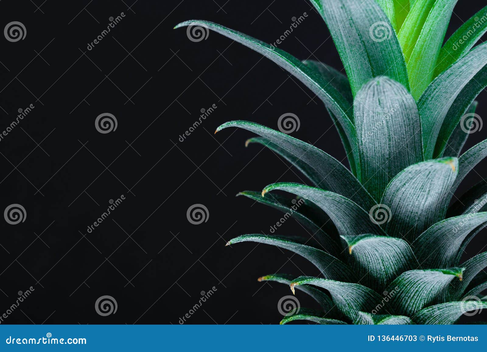 Green Growing Pineapple Top Crown on Black Background with Copy Space ...