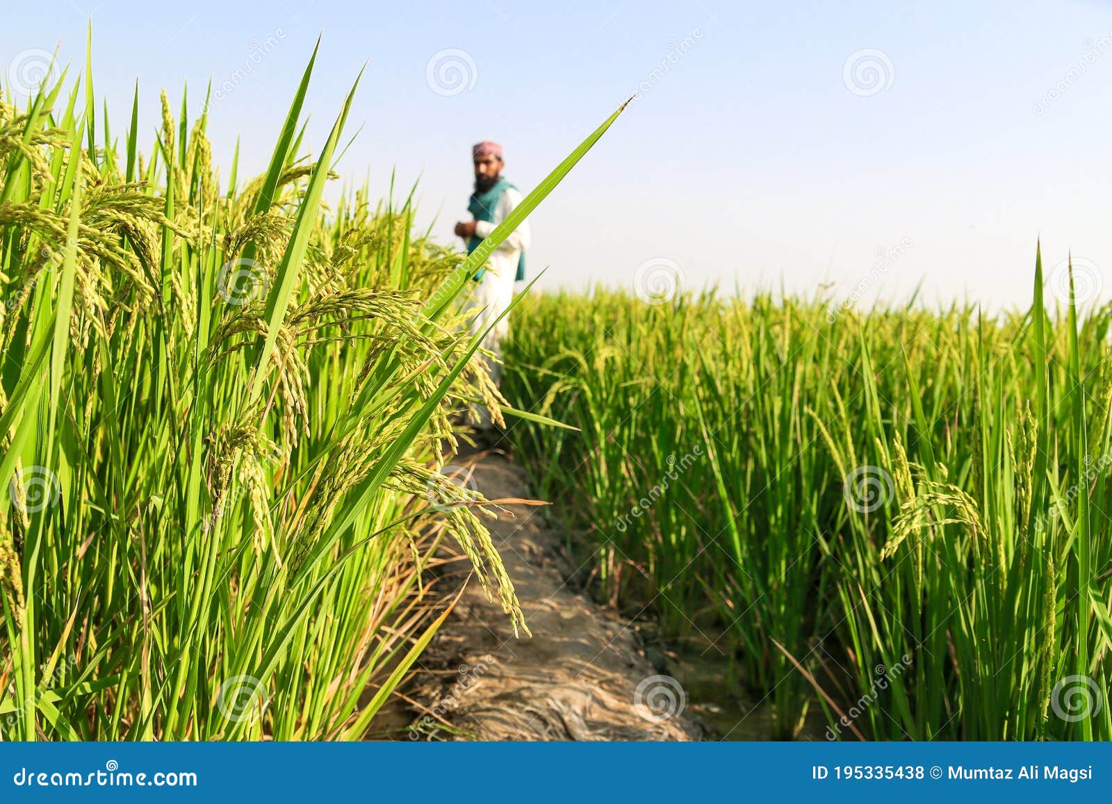 Green and Growing Rice Fields Stock Photo - Image of farmland, fresh ...