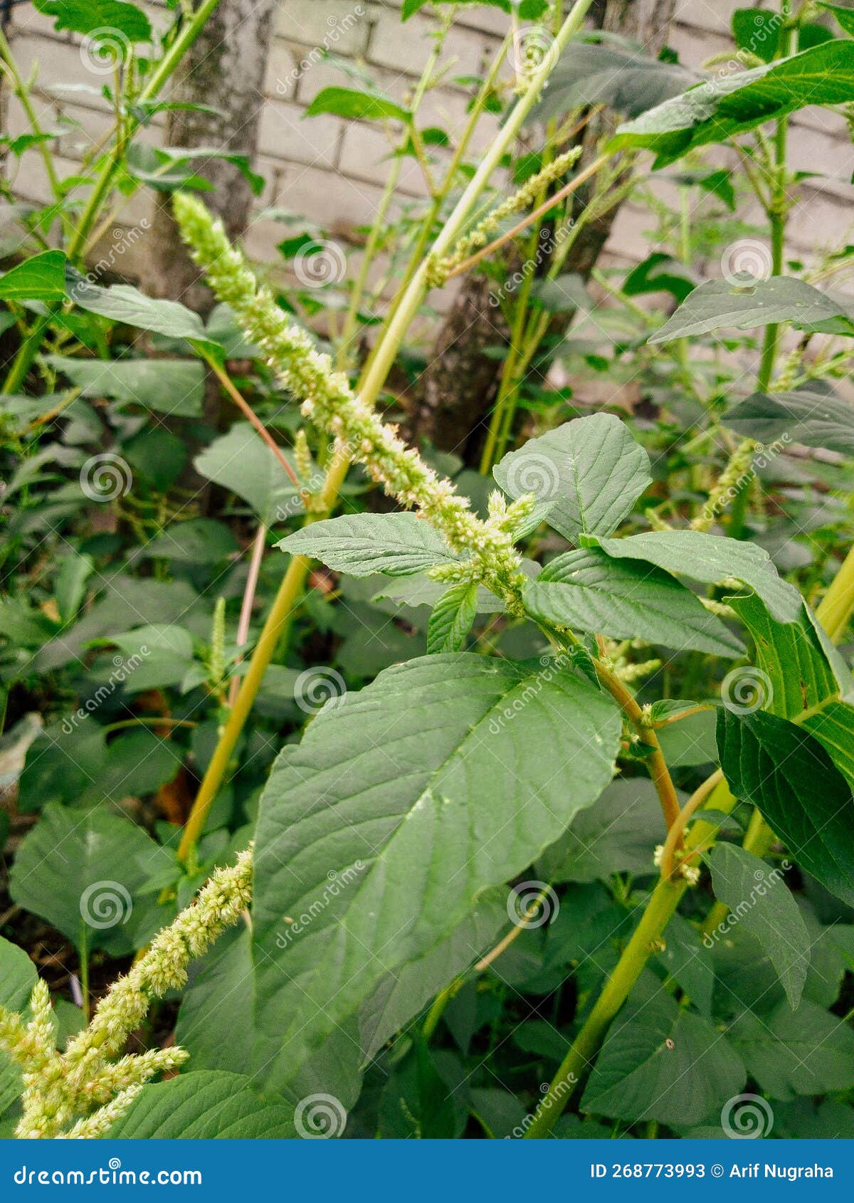 Green growing spinach tree stock image. Image of shrub - 268773993