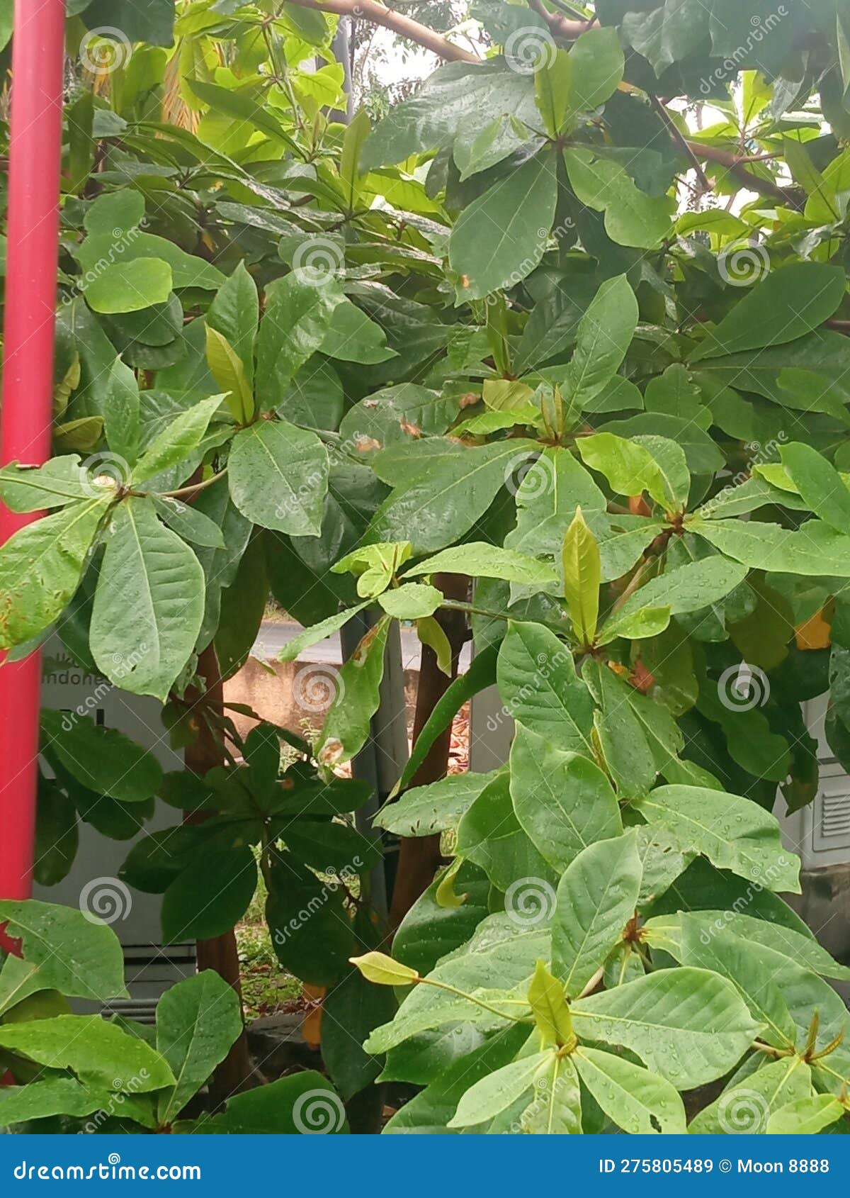 Green growth tree stock image. Image of produce, plant - 275805489