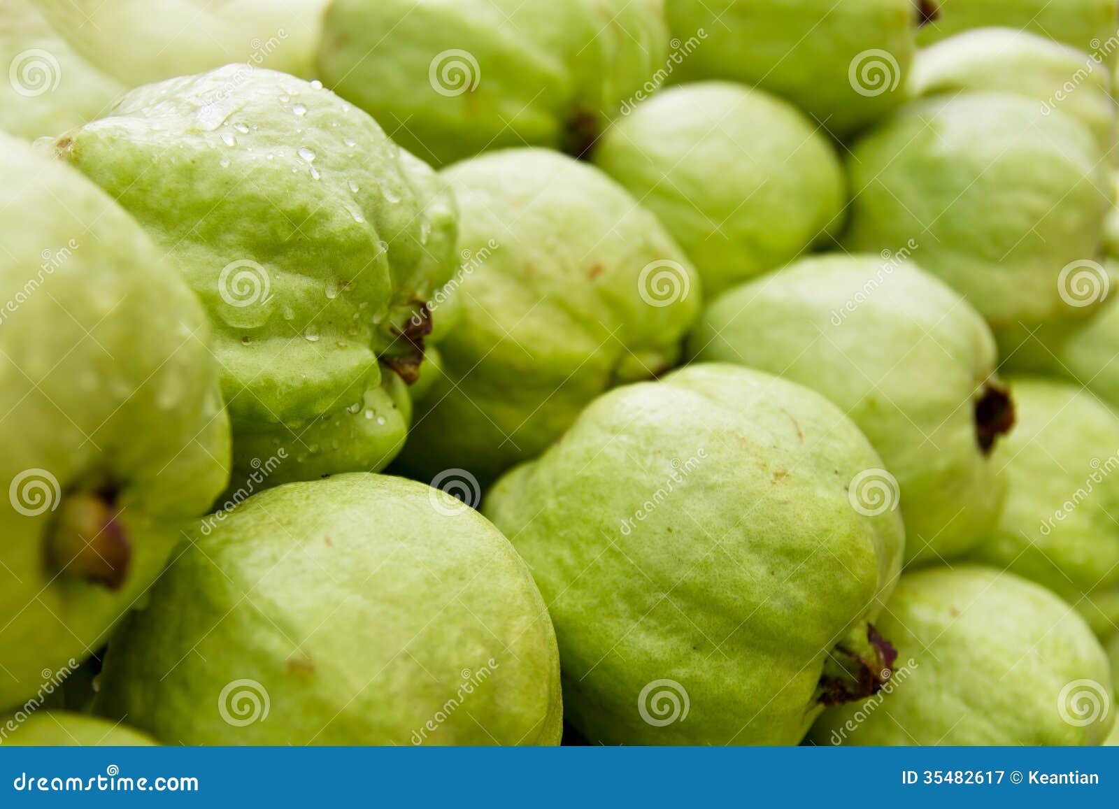 Green guava stock image. Image of healthy, organic, fresh - 35482617